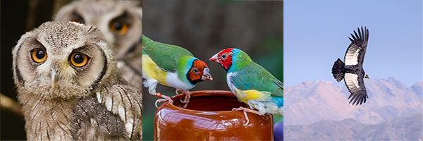 Discover and Learn about Birds - Birds.com