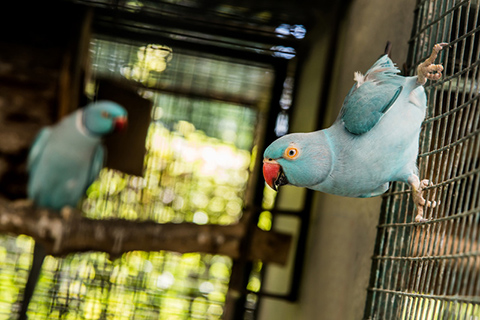 Discover and Learn about Birds - Birds.com